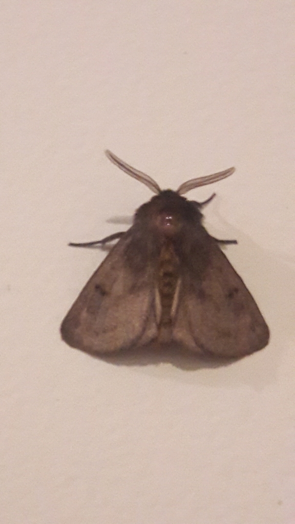 Underwing, Tiger, Tussock, and Allied Moths from Pacho, Cundinamarca ...