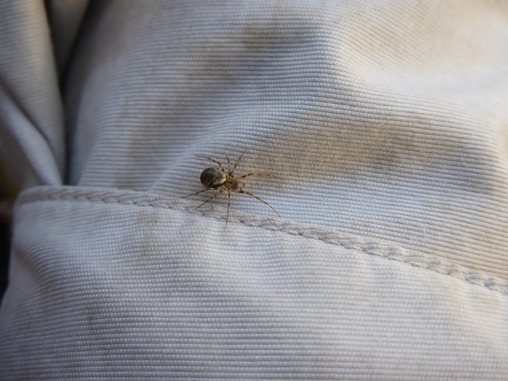 Invisible Spider from Norfolk, UK on November 21, 2021 at 02:29 PM by ...