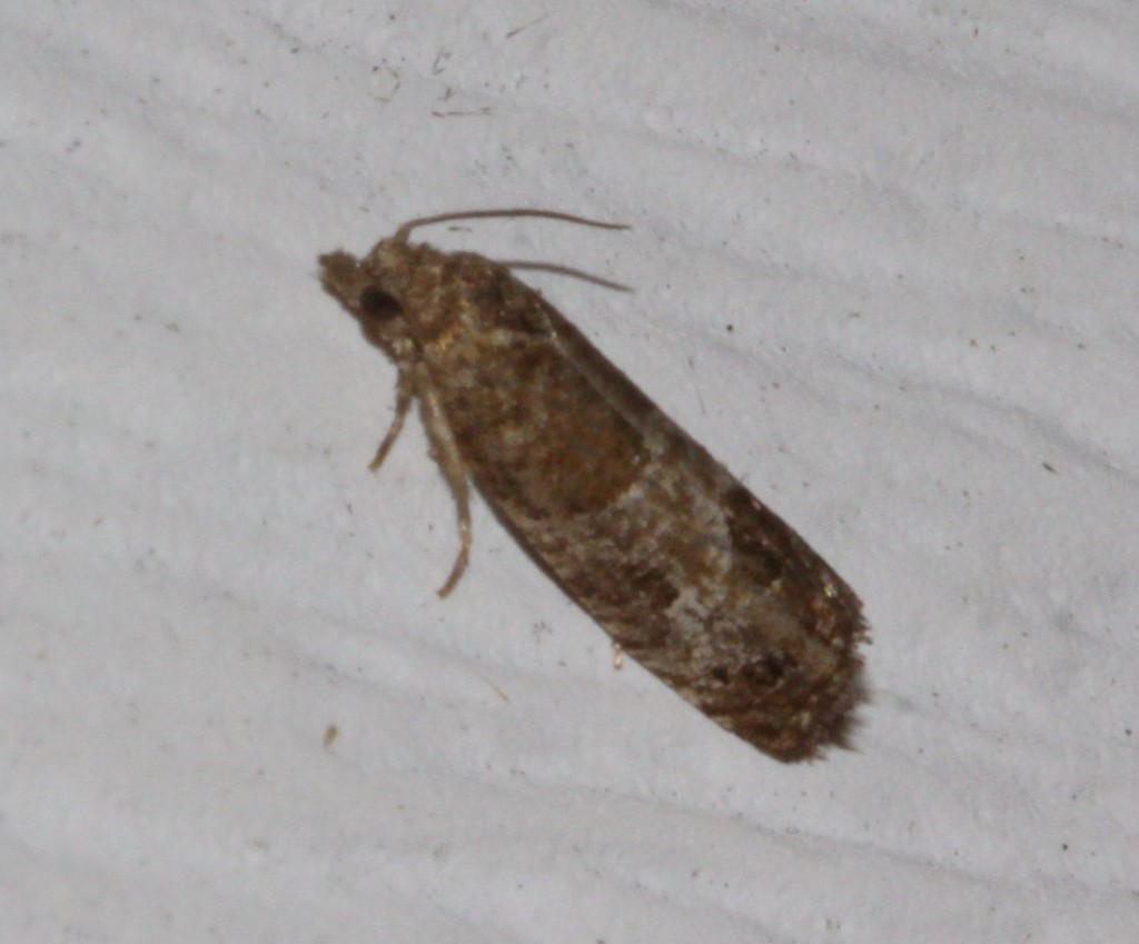 Eye-spotted Bud Moth from Québec, Canada on August 7, 2021 at 11:21 PM ...