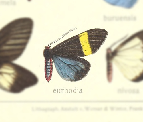 Histia eurhodia · iNaturalist