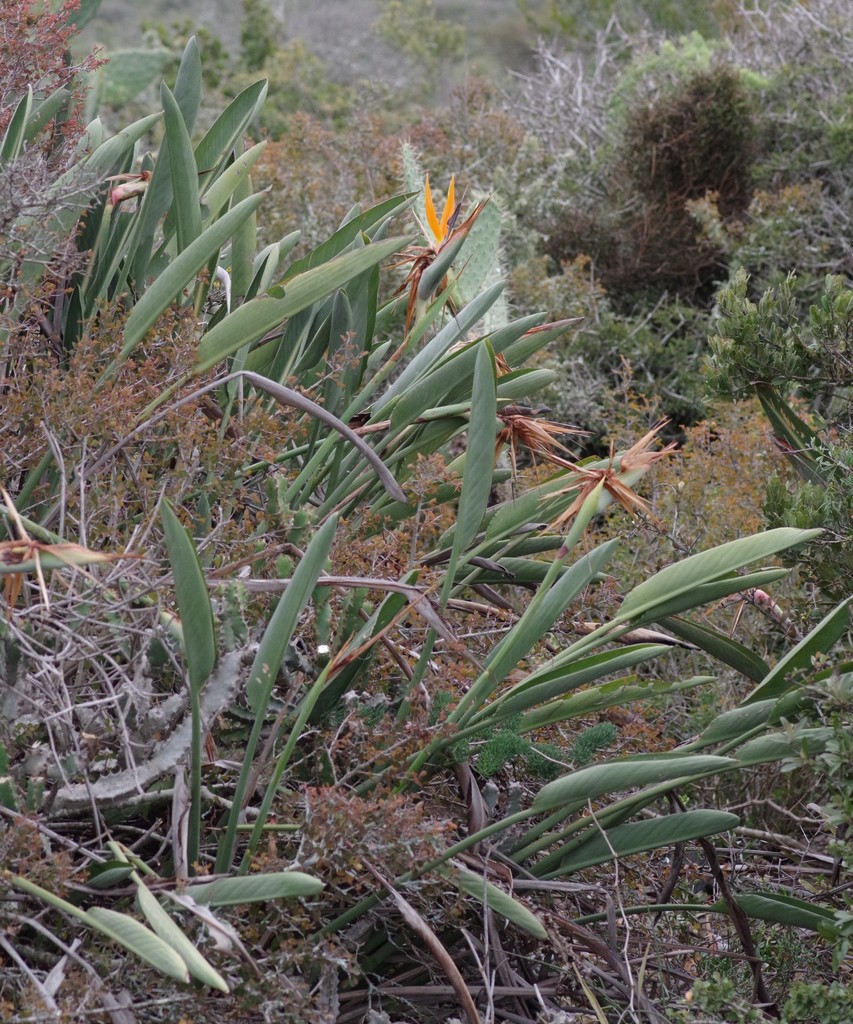 common bird-of-paradise flower from R67, upper parts of Ecca Pass ...
