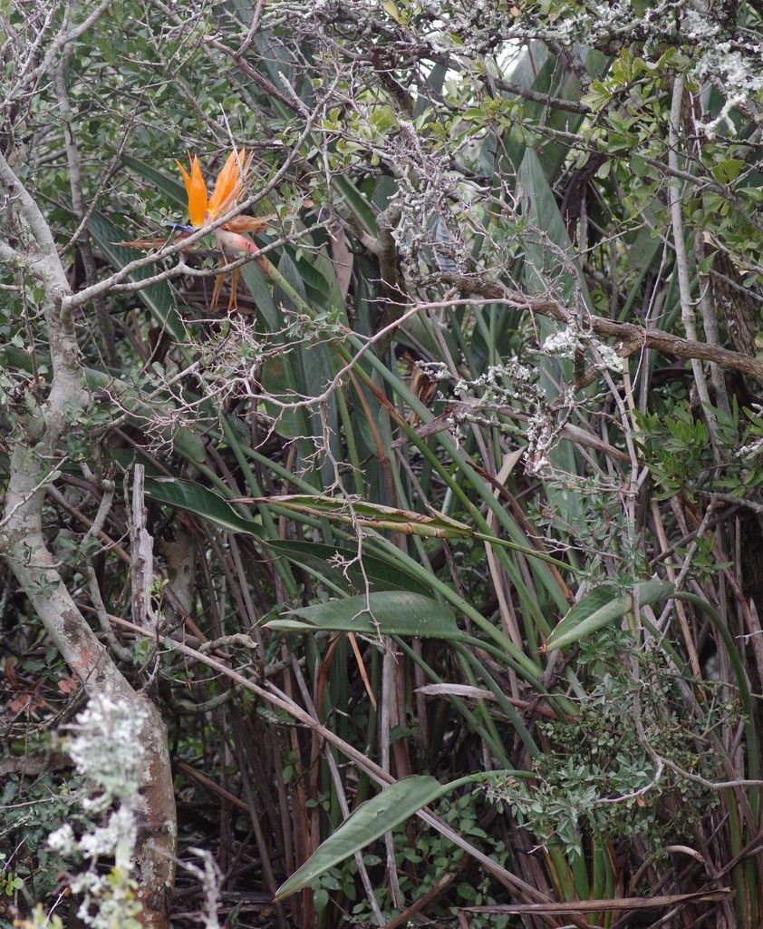 common bird-of-paradise flower from R67, upper parts of Ecca Pass ...