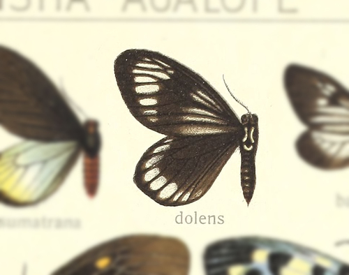 Histia dolens · NaturaLista Colombia