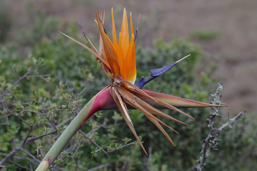 common bird-of-paradise flower from R67, upper parts of Ecca Pass ...
