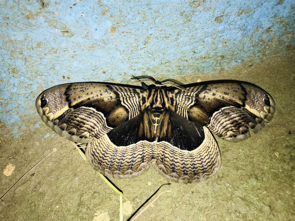 Wallich's Owl Moth from Brahmaur, Chamba, HP, IN on July 02, 2020 at 01 ...