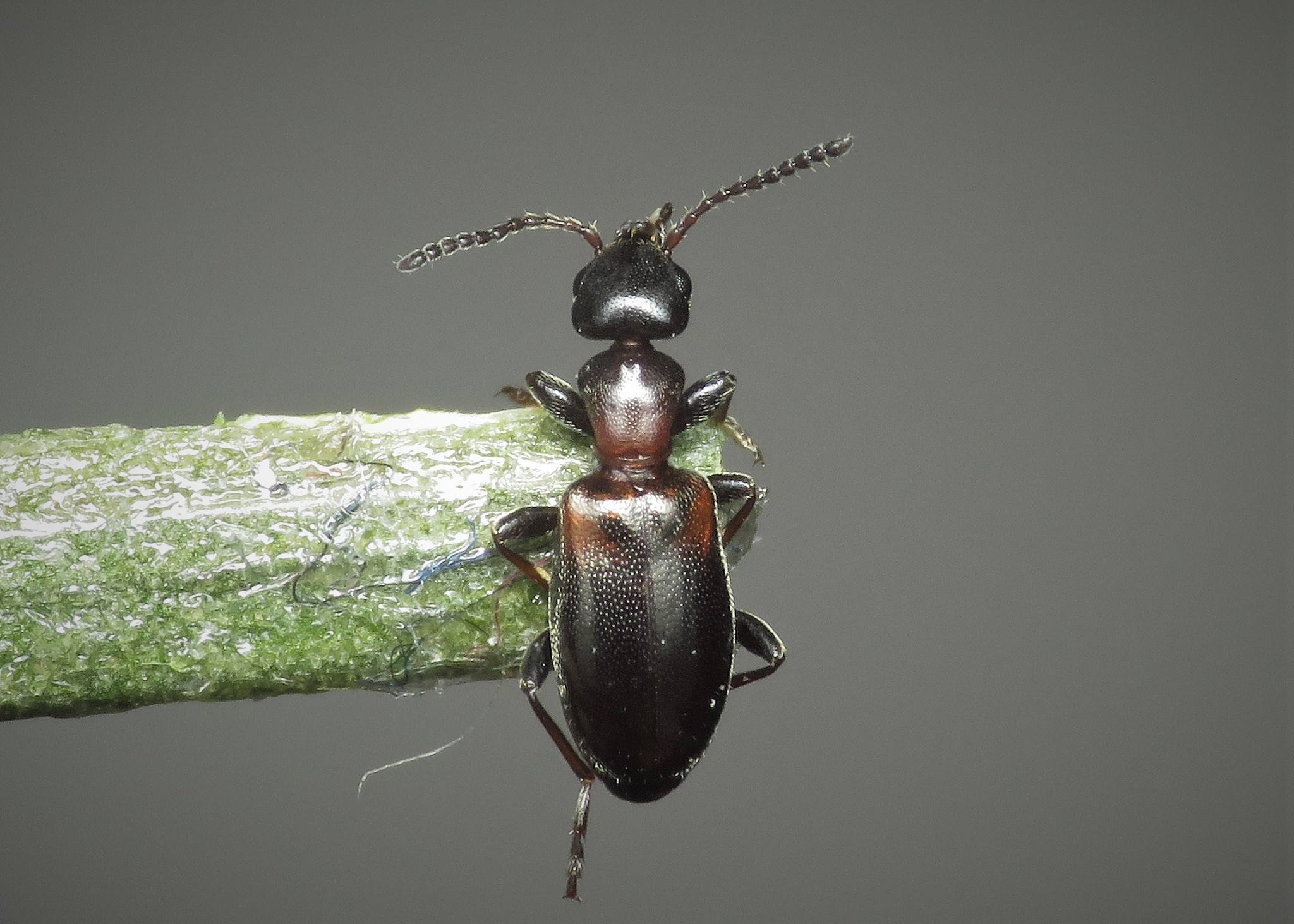 Omonadus floralis (Linnaeus, 1758)