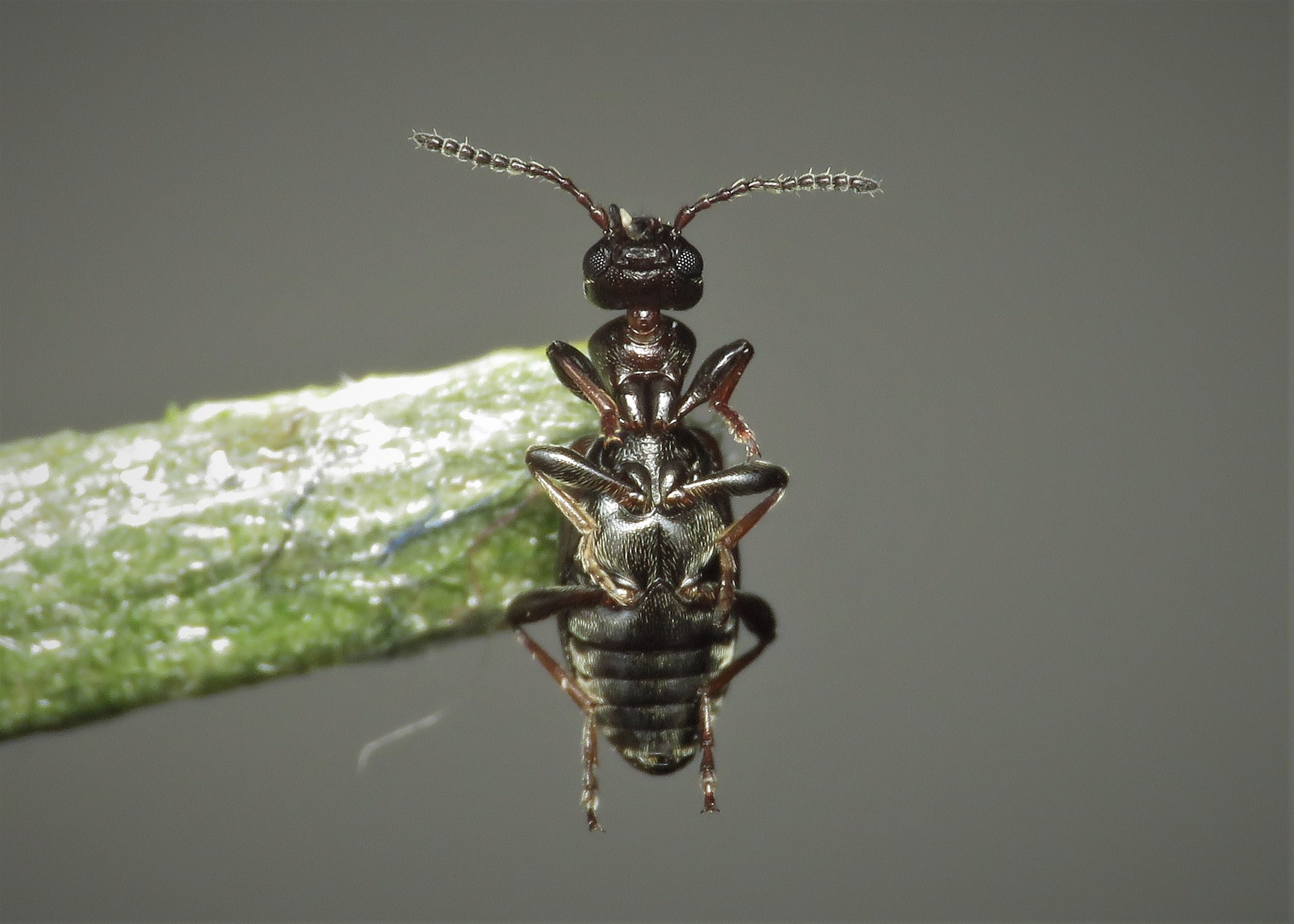 Omonadus floralis (Linnaeus, 1758)
