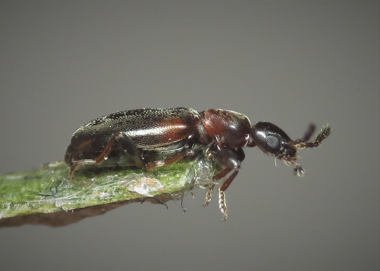 Omonadus floralis (Linnaeus, 1758)