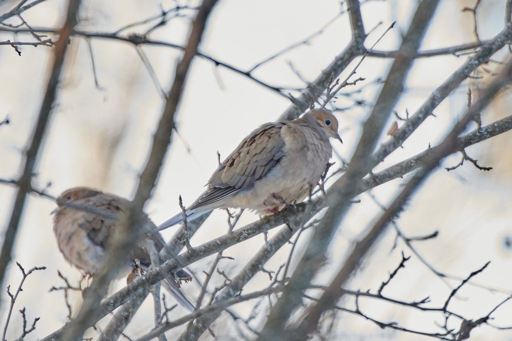 Mourning Dove from Corinth, VT, USA on November 30, 2021 at 10:45 AM by ...