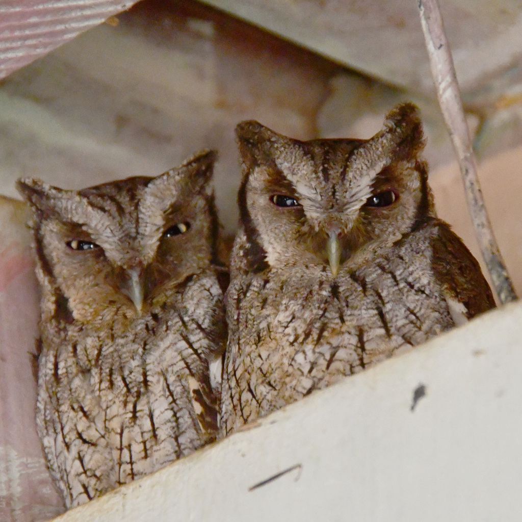 Tropical Screech-Owl from Mineiros - GO, 75830-000, Brasil on November ...