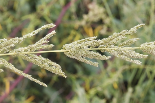 Giant Dropseed (Sporobolus giganteus)