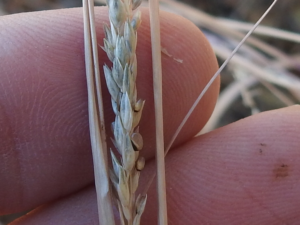 Rough Dropseed from Southwest Arlington, Arlington, TX, USA on November ...