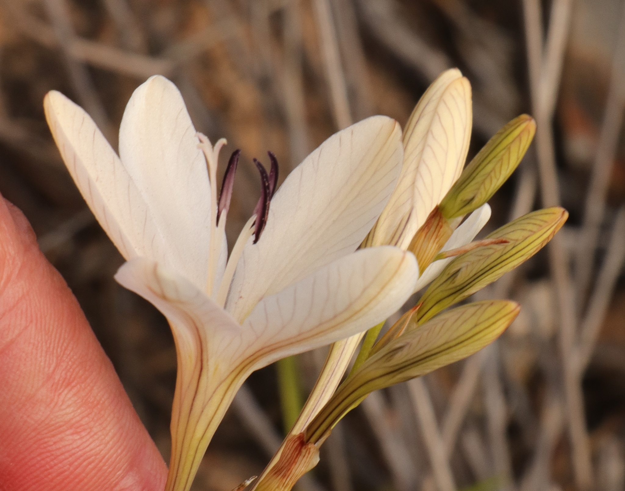 Tritonia bakeri subsp. bakeri