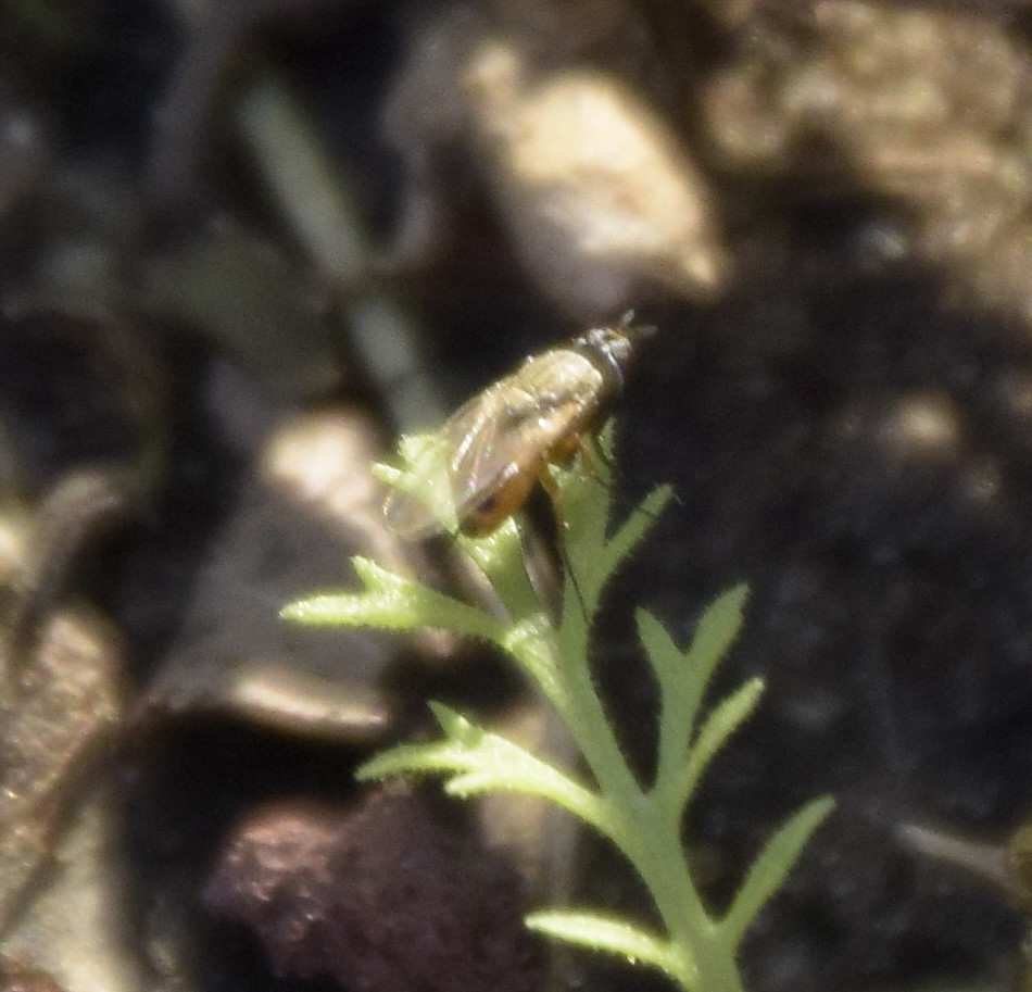 Shoot Flies from Maypearl, TX, USA on November 30, 2021 at 04:29 PM by ...