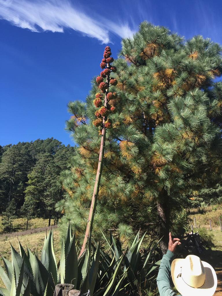 pulque agave from Santa María Yavesía, Oaxaca, Mexico on December 29 ...