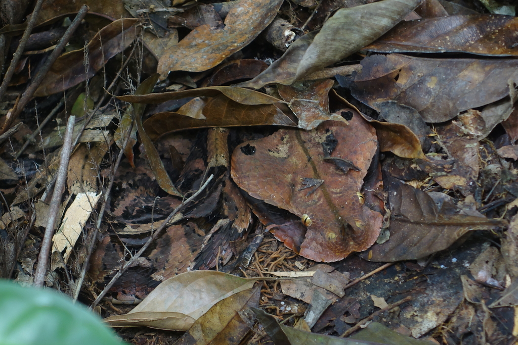 Gaboon Viper from Lekoko Department, Gabon on September 14, 2021 at 01: ...