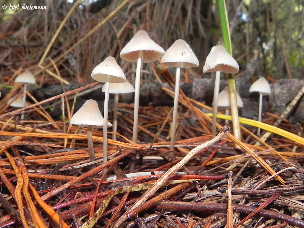 Iodine Bonnet (Mycena (including Phloeomana) of the US) · iNaturalist
