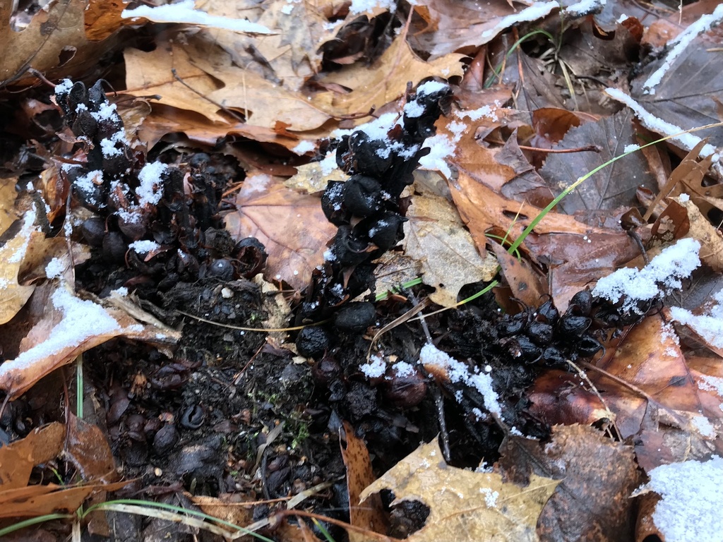 American cancer-root from Kejimkujik National Park and National ...