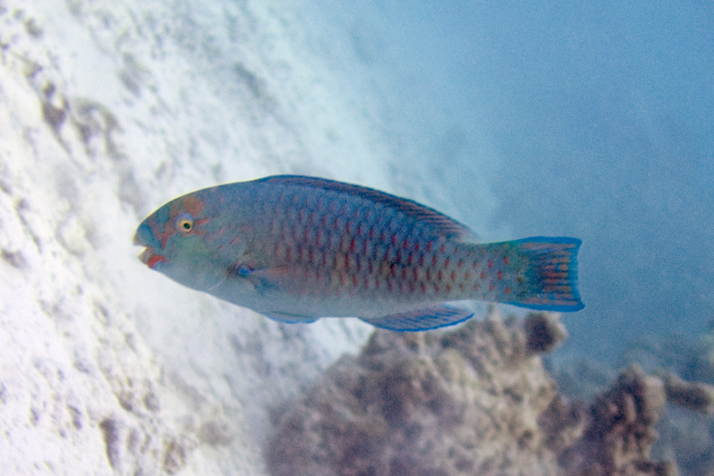 Reefcrest Parrotfish from HW6M+VP7, Manihi, French Polynesia on May 26 ...