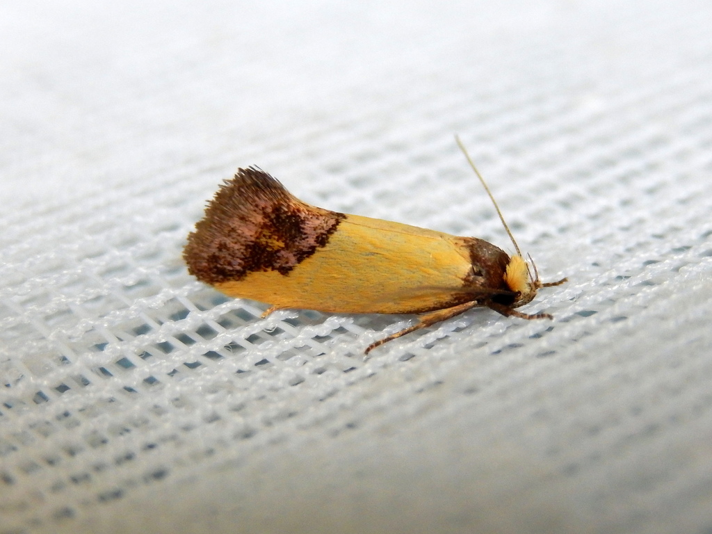 Chrysonoma from Sydney NSW, Australia on November 30, 2021 at 07:38 AM ...