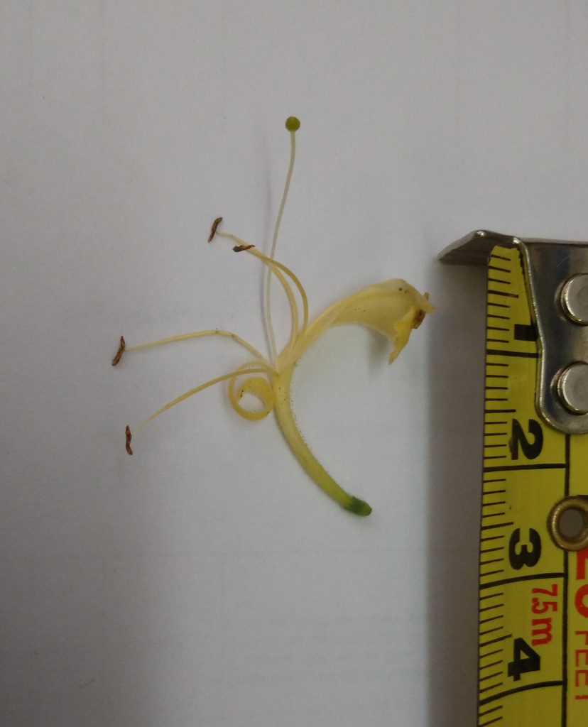 (Lonicera confusa) - Botanical Realm