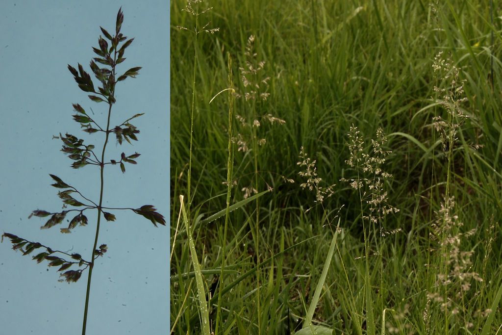 Smooth Meadow-grass from Summer Grass Meadow, North Tract, Patuxent ...