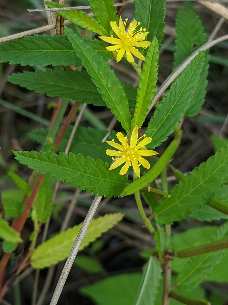Corchorus hirtus from Monroe, Florida, United States on November 16 ...