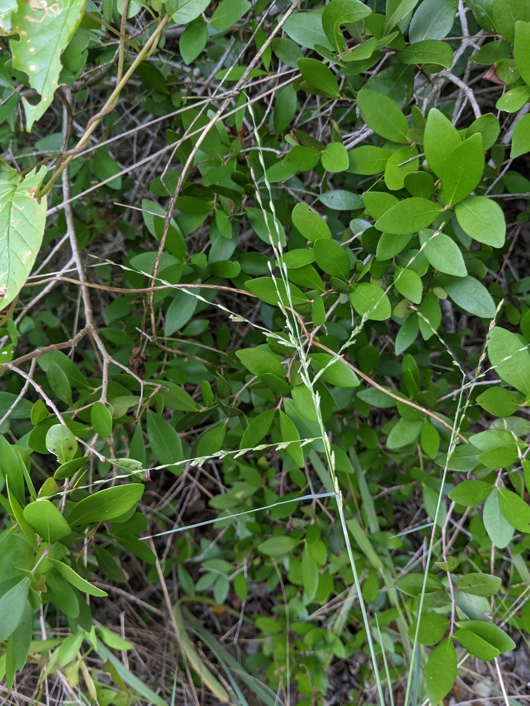 green sprangletop from Monroe, Florida, United States on November 16 ...