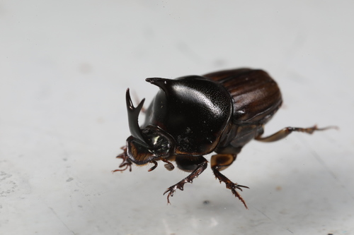 género Liatongus · NaturaLista Colombia