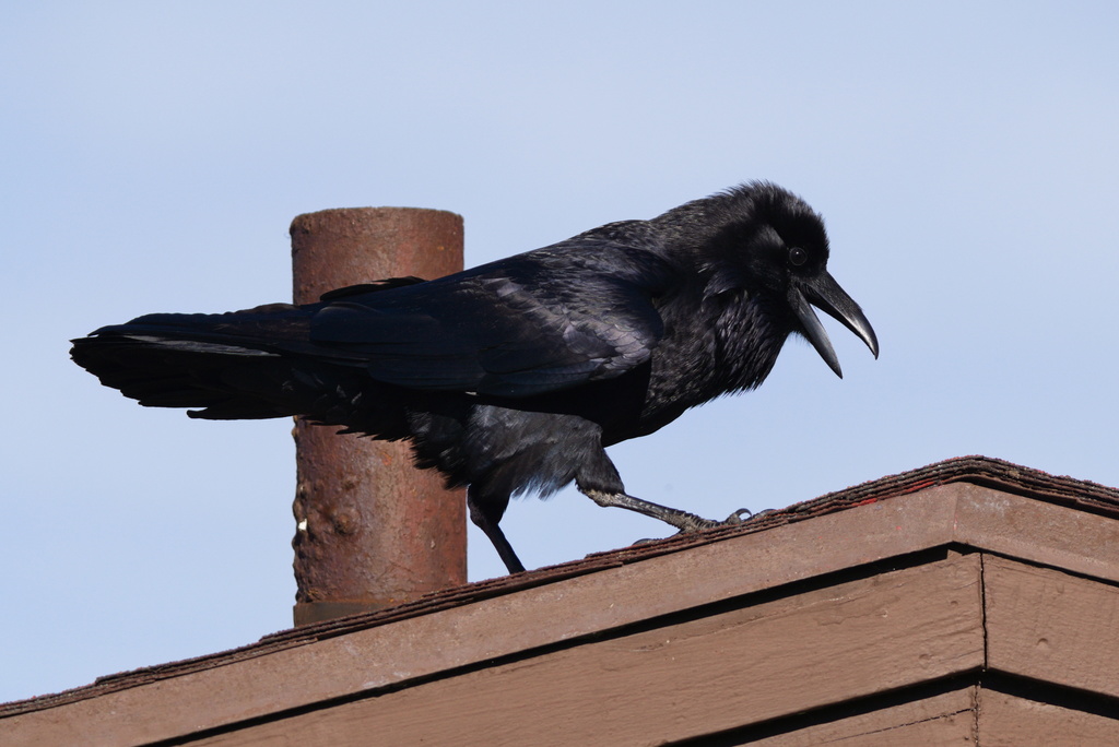 Common Raven from Presidio of San Francisco, San Francisco, CA, USA on ...