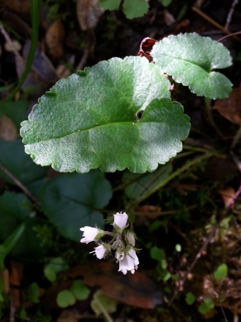 Synthyris (Plantaginaceae (Plantain) of the Pacific Northwest ...