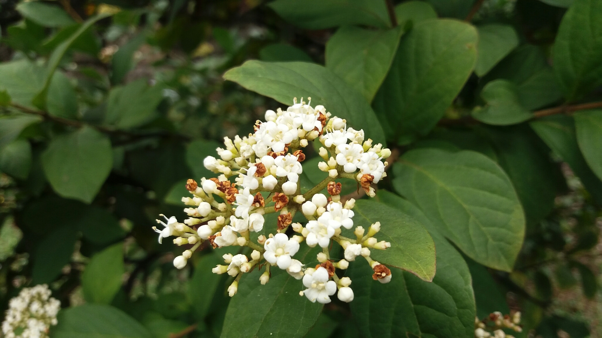 Viburnum triphyllum Benth.