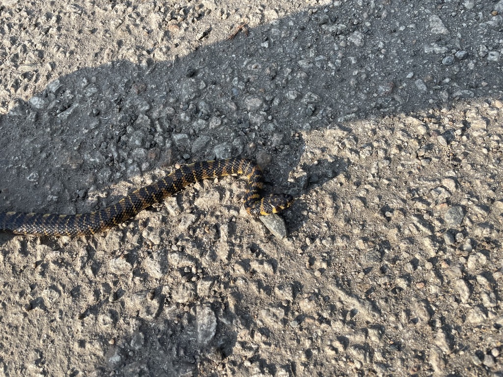Banded Stream Snake in November 2021 by Edward · iNaturalist