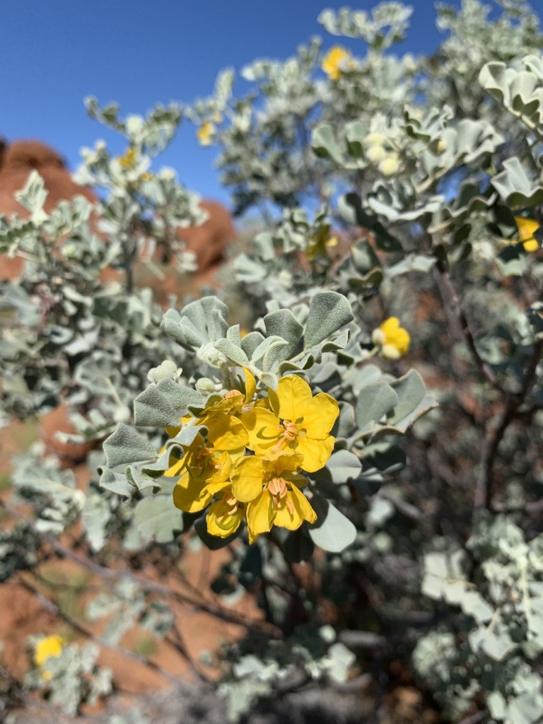Crinkle Leaf Cassia from Mimili, SA, AU on December 01, 2021 at 09:10 ...