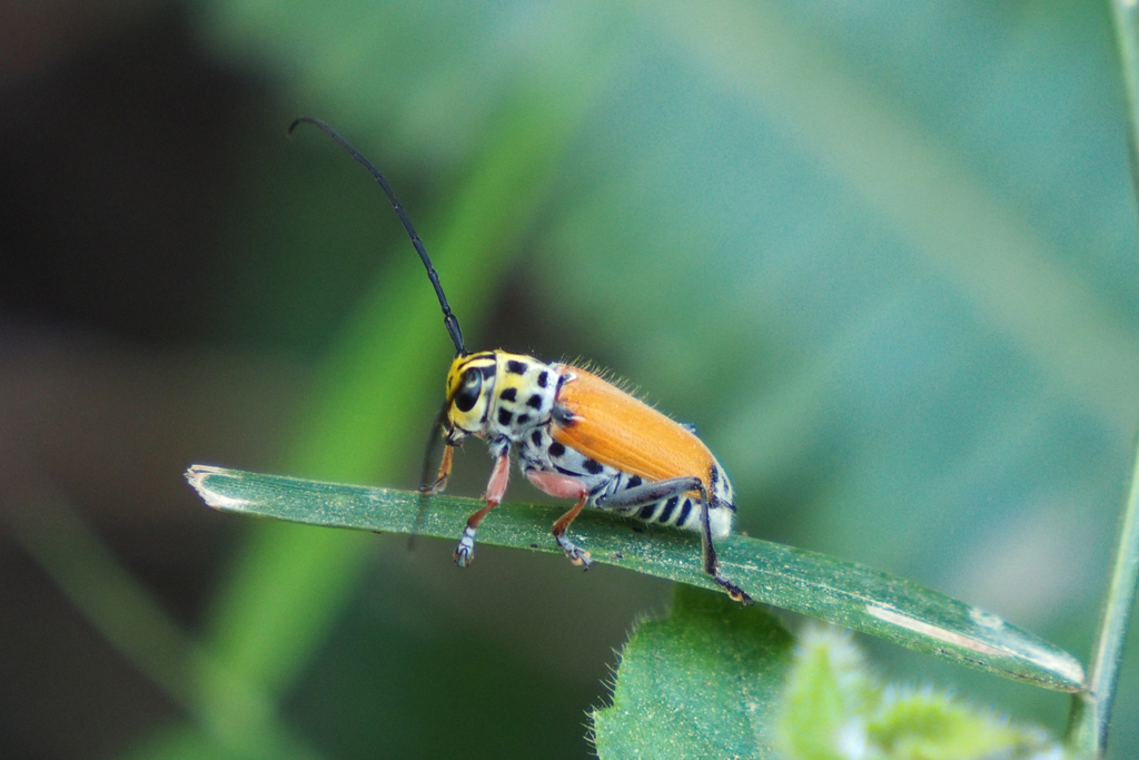 Kapok Longhorned Borer from 中國廣東省深圳市龍崗區 on November 19, 2021 at 08:48 ...