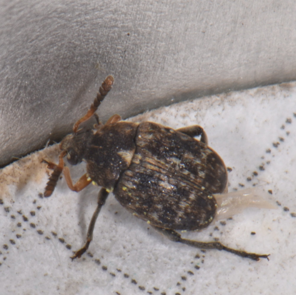 Bruchus brachialis Fåhraeus, 1839