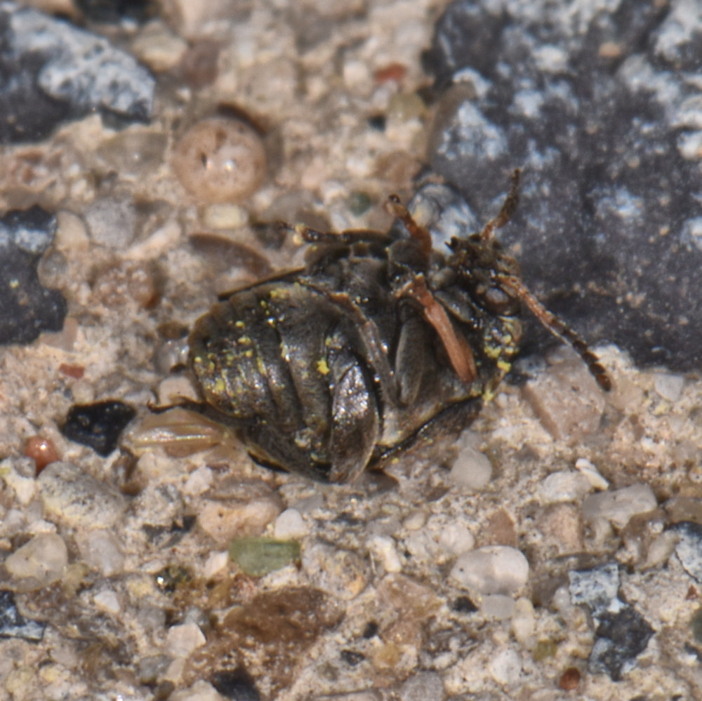 Bruchus brachialis Fåhraeus, 1839