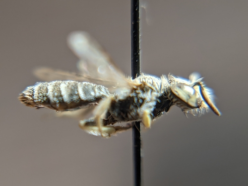 Calliopsis rozeni · iNaturalist