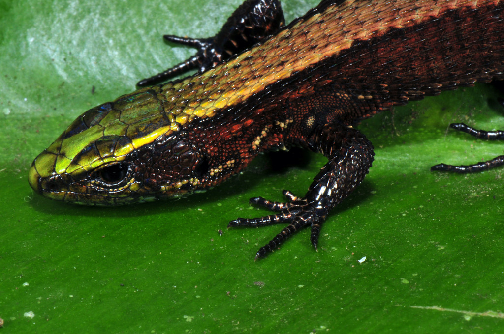 Darién Shade Lizard from Mindo Valley, Ecuador on August 9, 2009 at 09: ...