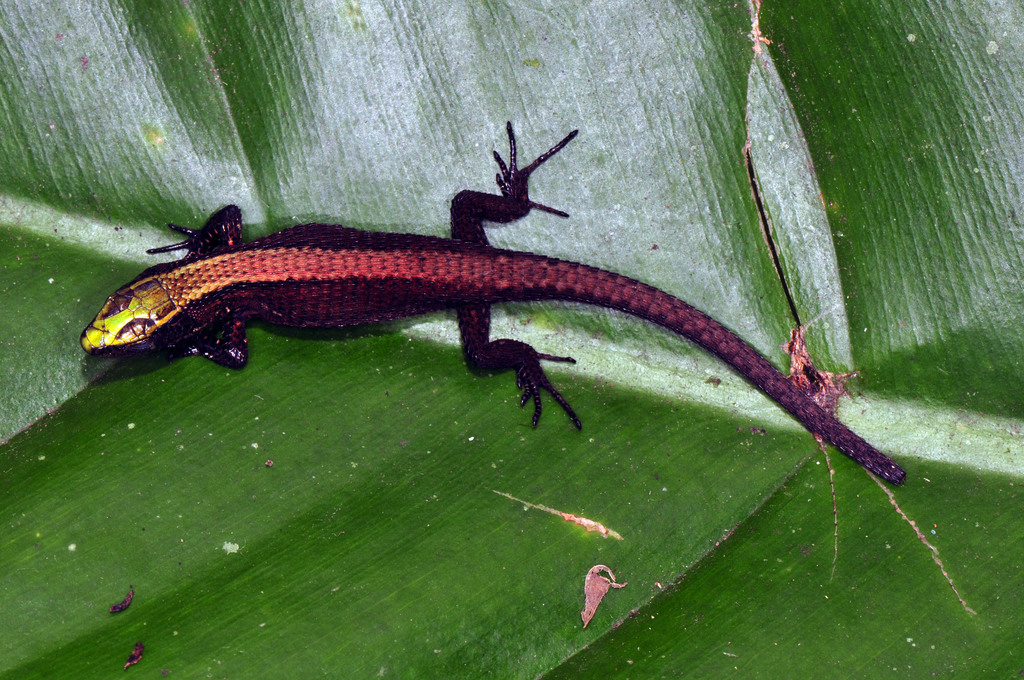 Darién Shade Lizard from Mindo Valley, Ecuador on August 9, 2009 at 09: ...