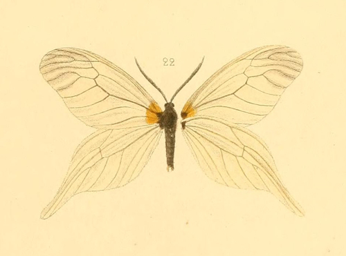 Elcysma delavayi · iNaturalist