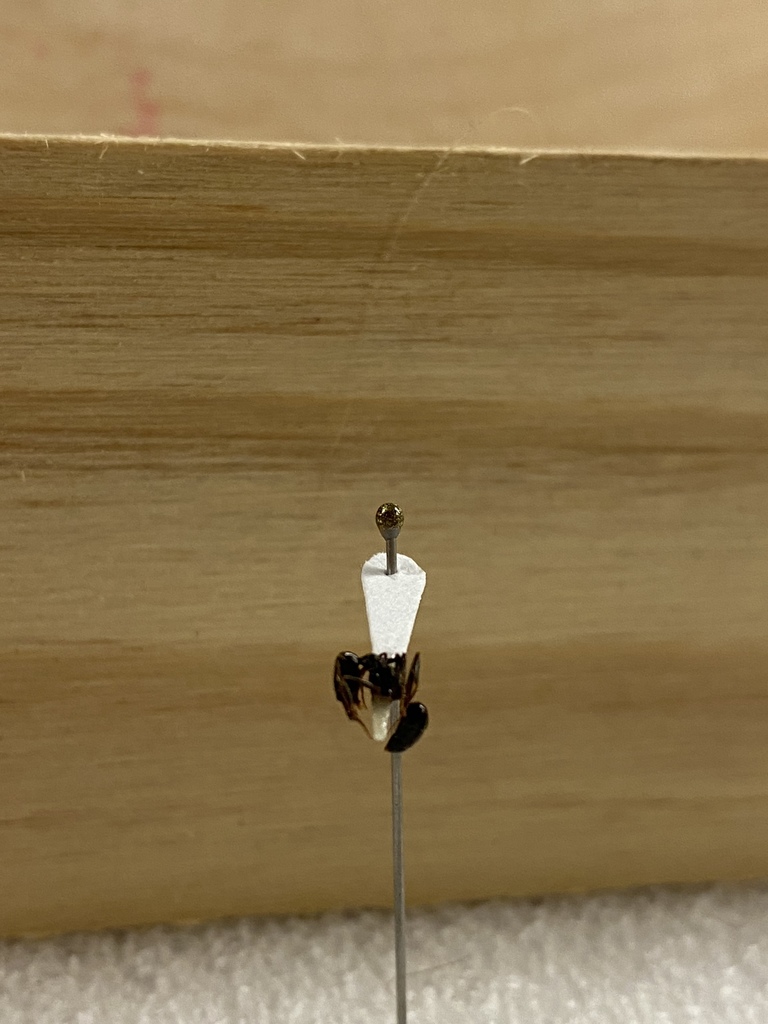 Common Oriental Trap-jaw Ant from Guam, Merizo, Guam, US on November 30 ...