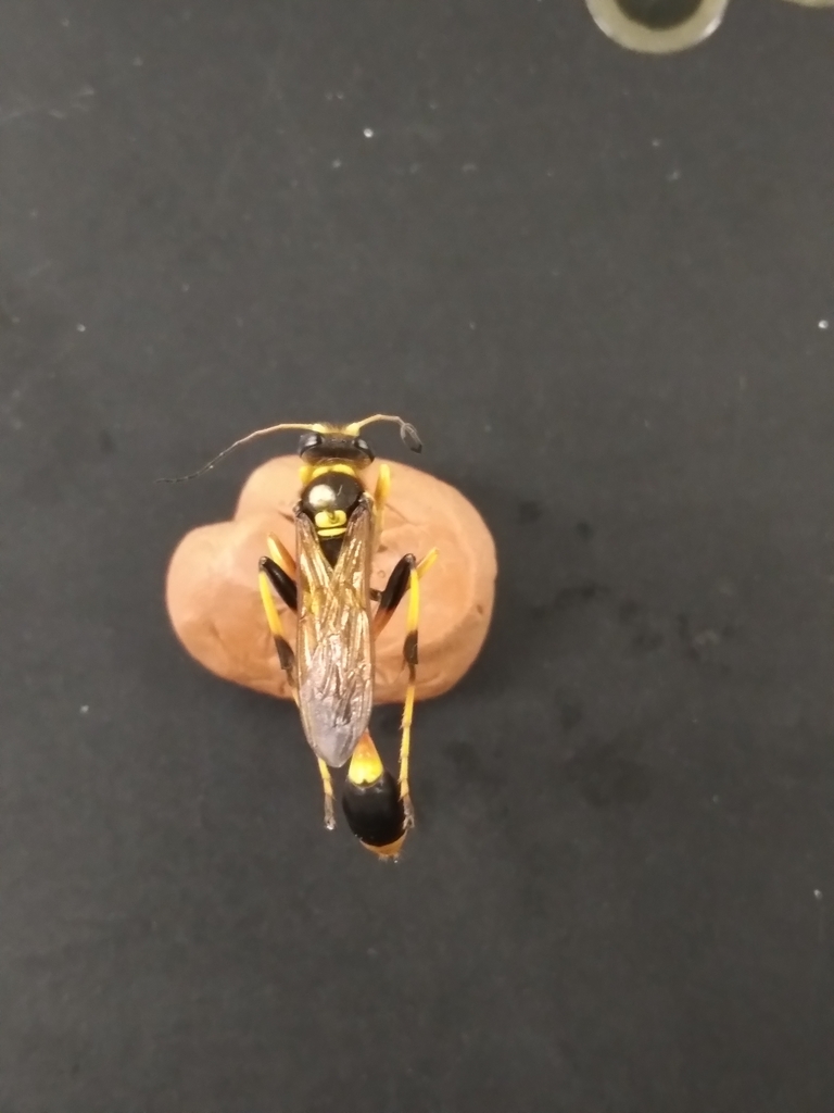 Covered-cell Mud-dauber Wasp from CRJ2+5CX, Mangilao, Guam on December ...