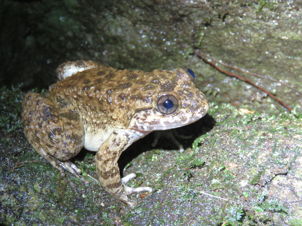 Kuhl's Creek Frog from Suaka Margasatwa Gunung Sawal on November 26 ...