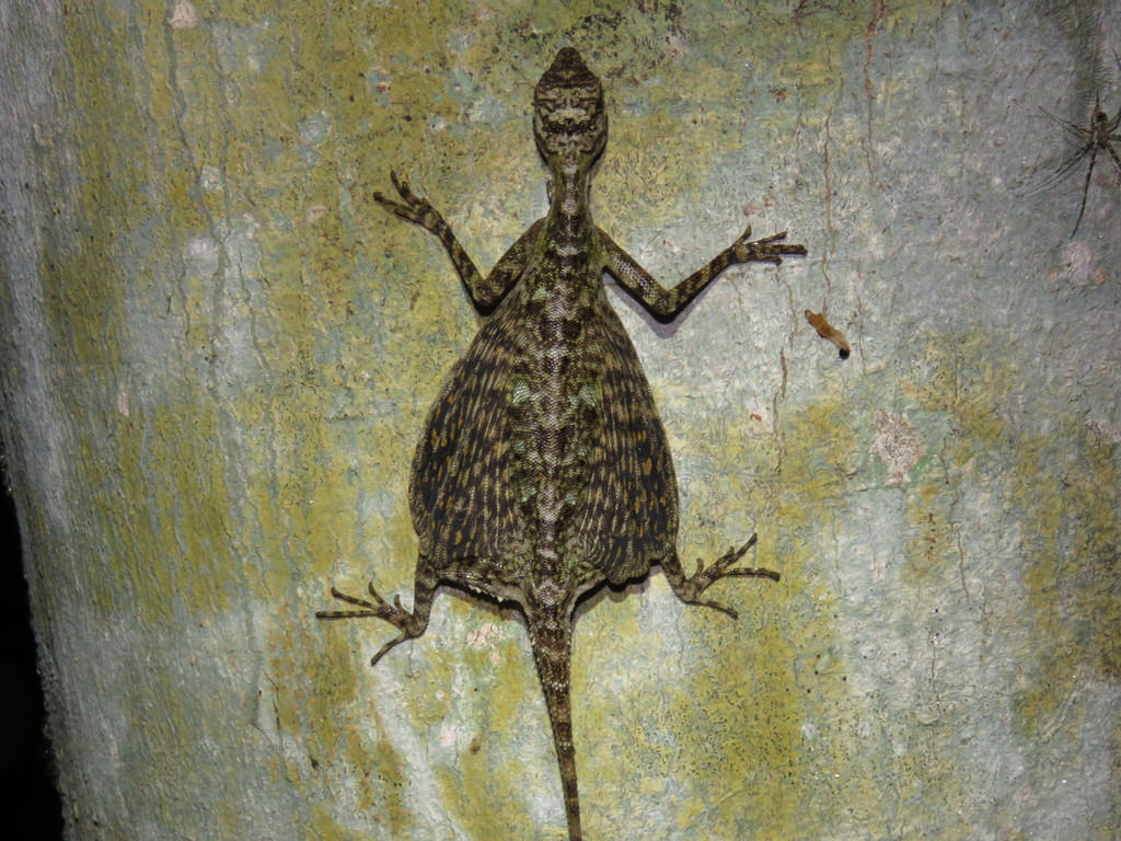 Red Bearded Flying Lizard (Dracos of Asia) · iNaturalist