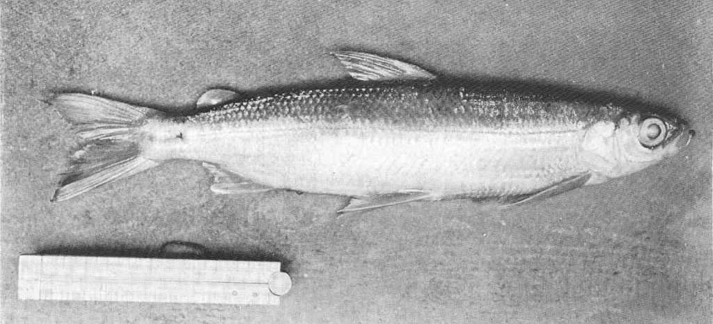 Gwyniad (Coregonus pennantii) - Marine Life Identification