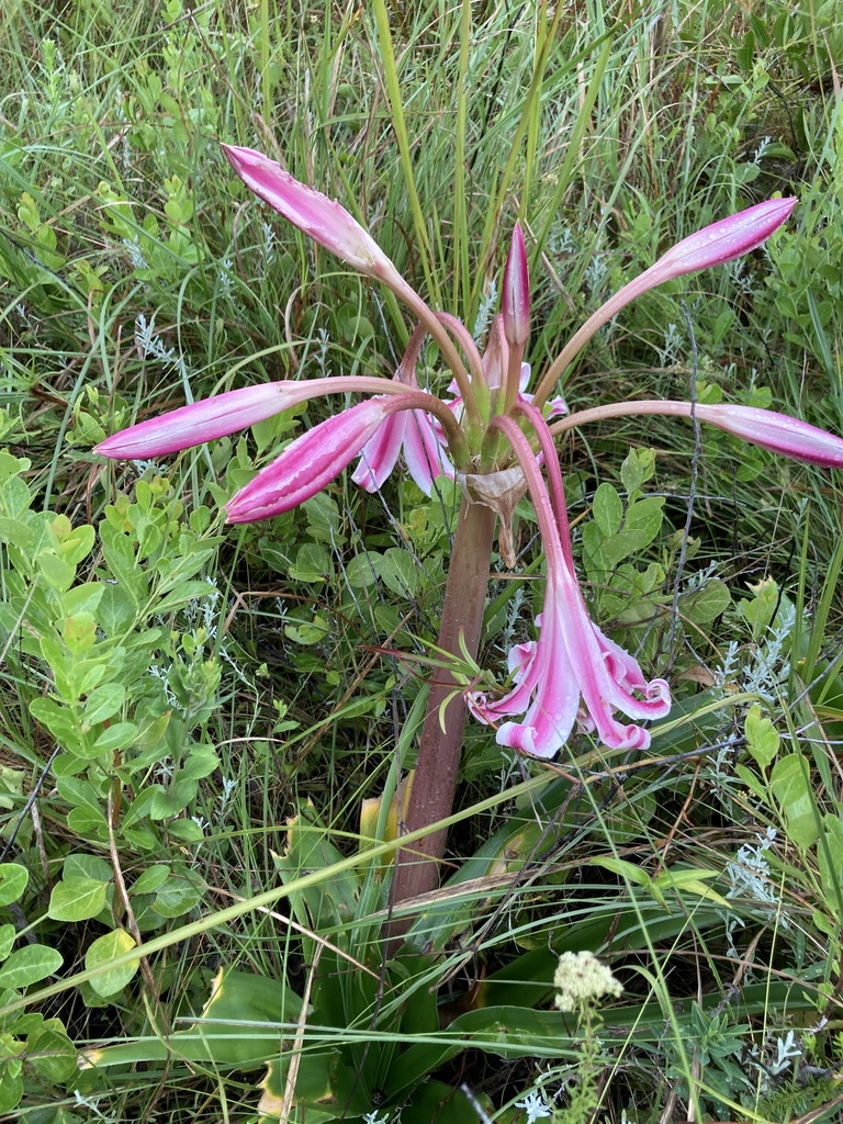 Crinum stuhlmannii delagoense from Beach Road, KZN, ZA on November 08 ...