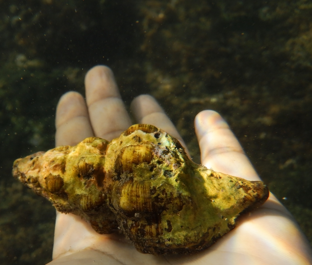 Polygona tumens from México on November 30, 2021 at 03:56 PM by Brisa T ...
