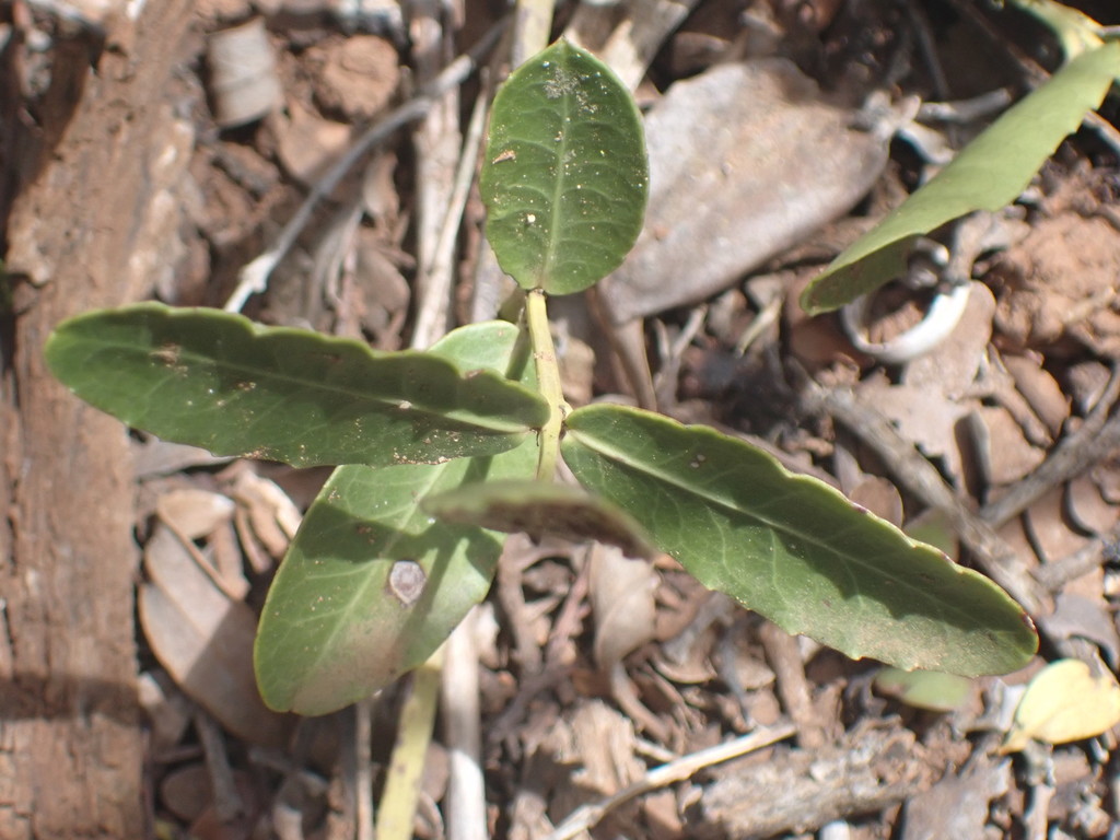 Climbing Saffron from Addo Elephant National Park, Cacadu, Eastern Cape ...