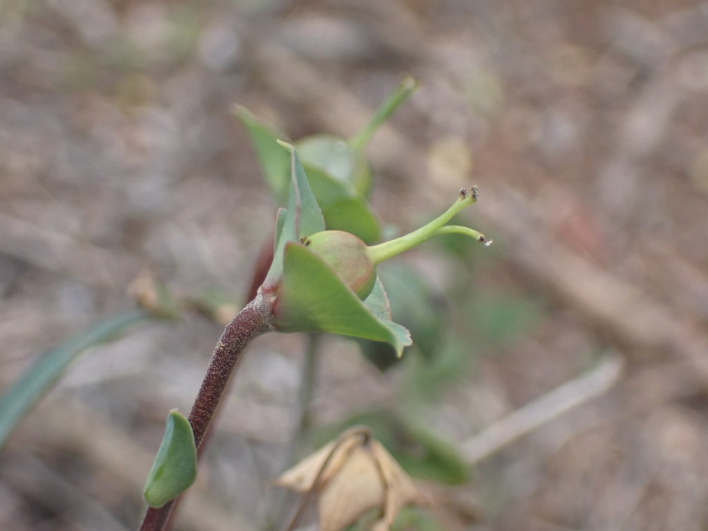 Club Noors from Addo Elephant National Park, Cacadu, Eastern Cape ...